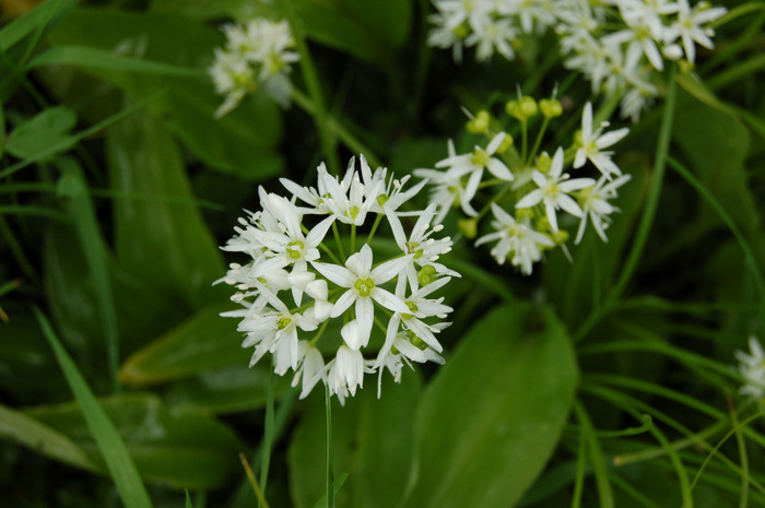 Herbář :: Divoká lodyha
