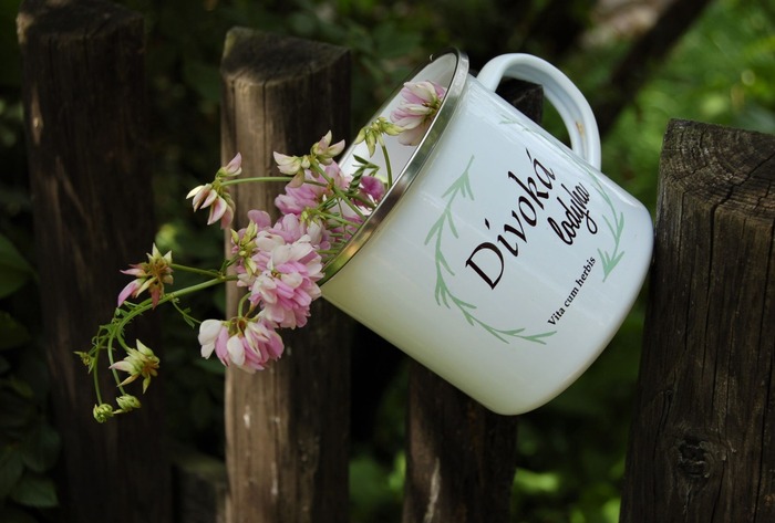 Kontakt :: Divoká lodyha