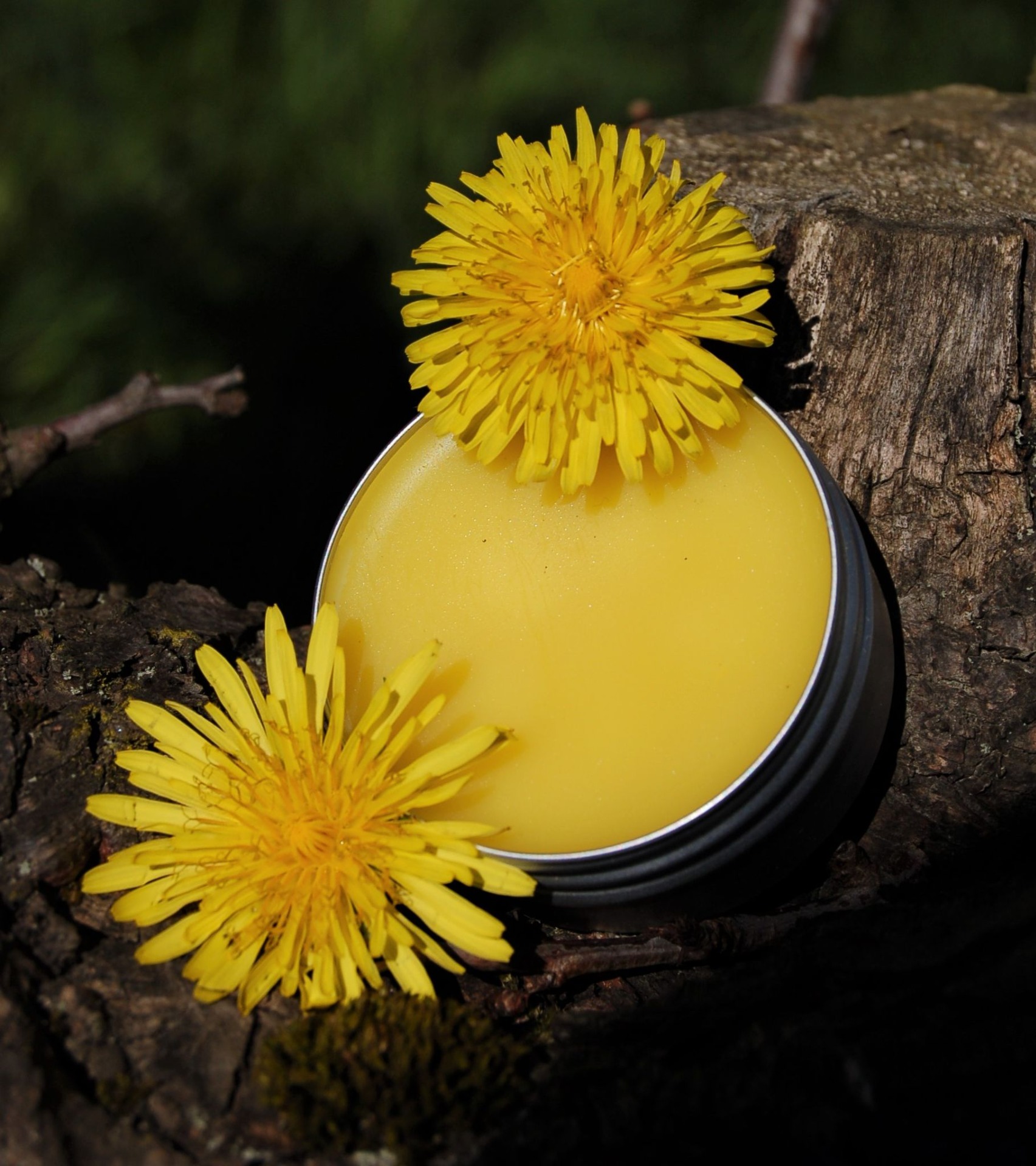 Pampelišková mast :: Divoká lodyha