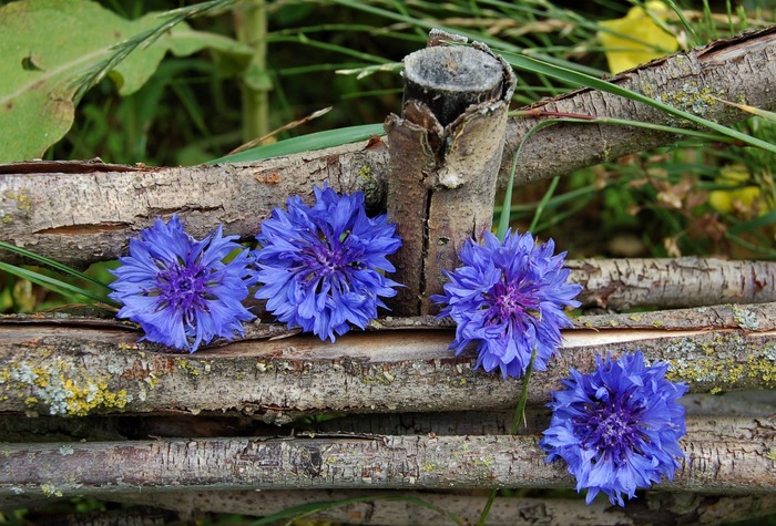Zahradnický deník :: Divoká lodyha