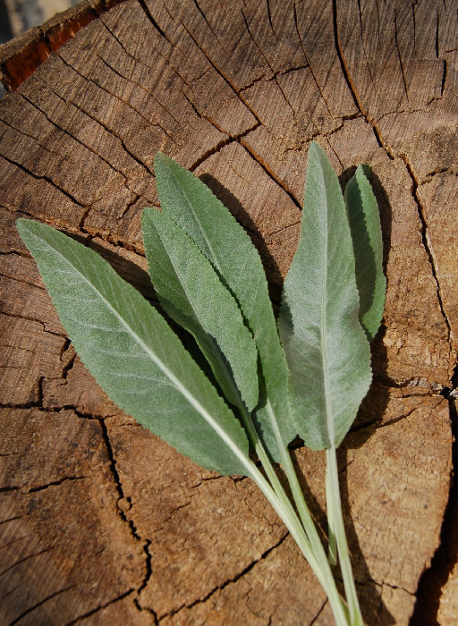 Herbář :: Divoká lodyha